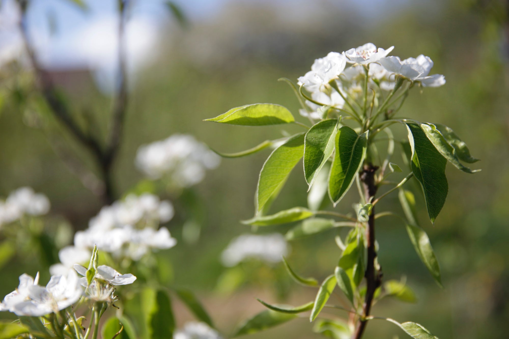 Blekinge Fruktträd Plantskola Shop – blekingefruktträdplantskola